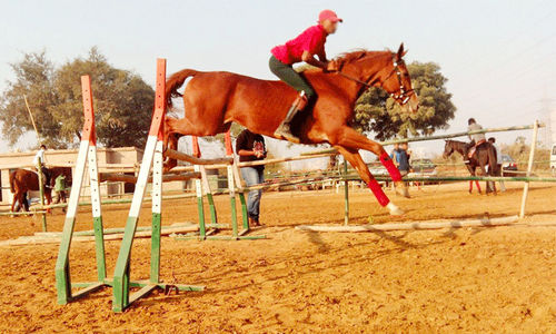 Janak Horse Riding Club, Sector 62, Gurgaon | nearbuy.com