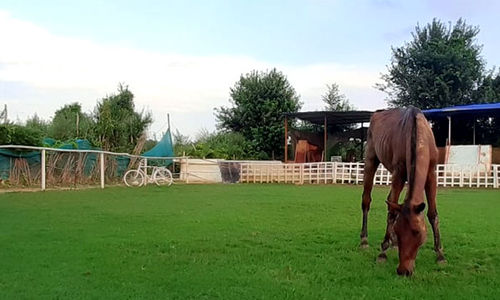 Duke Horse Riding Club, Sector 58, Gurgaon - nearbuy.com